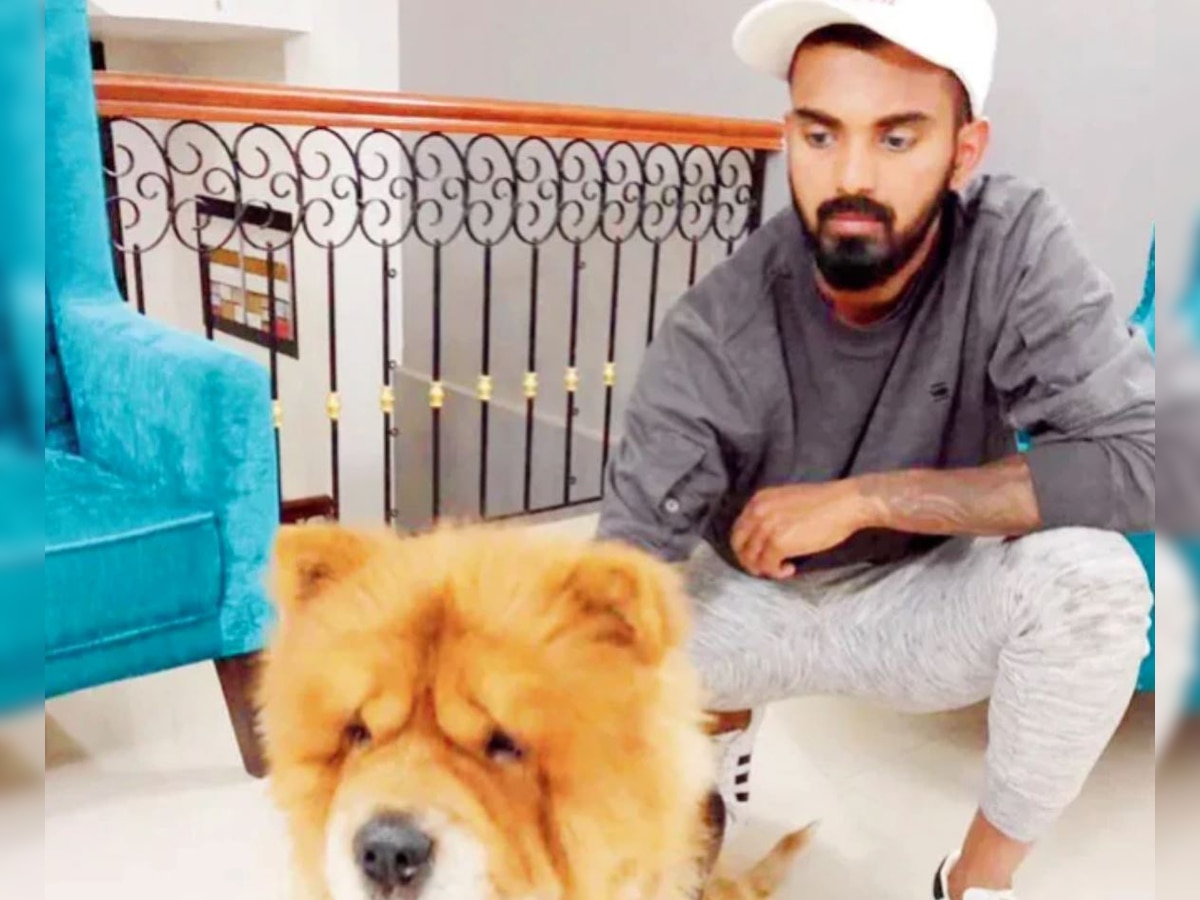 Indian Cricketers MS Dhoni Virat Kohli Sachin Tendulkar KL Rahul Dog ...