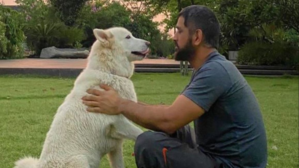 Indian Cricketers MS Dhoni Virat Kohli Sachin Tendulkar KL Rahul Dog ...