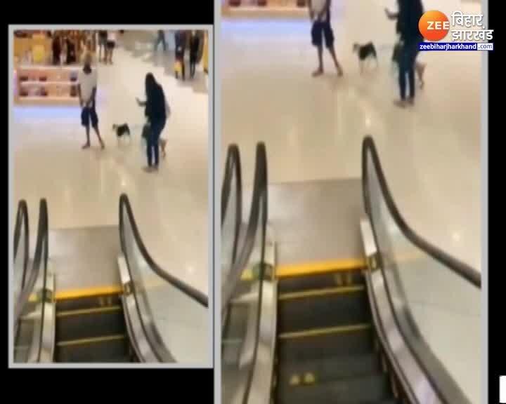 The goat did shopping in the mall, the one who saw it was surprised ...