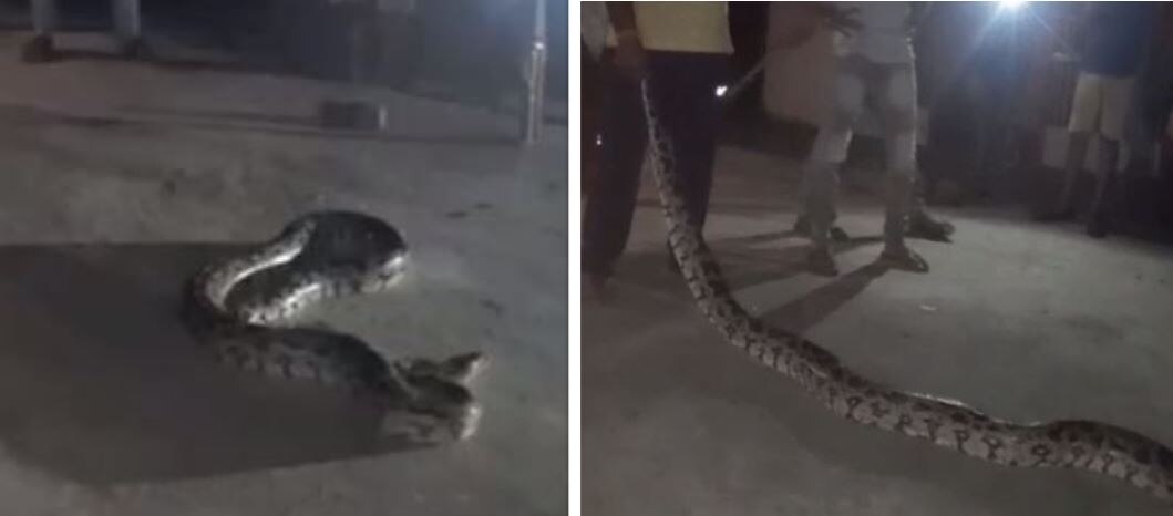 Banswara people surprised to see the terror of a 12 feet python see ...