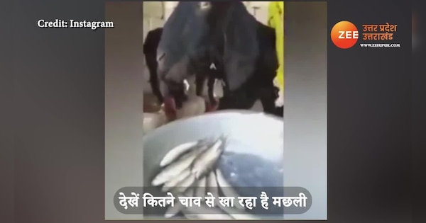 Its shocking a Goat Eating Fish video gone viral on social media watch ...