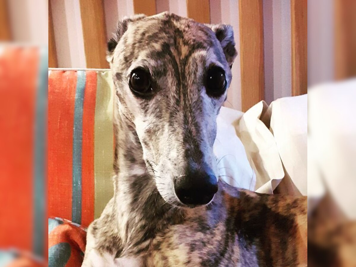 these cute dogs may hypnotize you see images dog show viral news ...