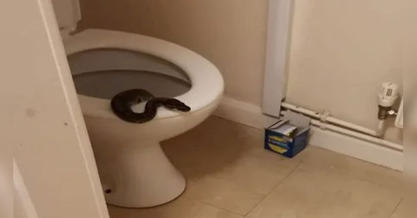 England woman entered the washroom in the morning a python came in ...