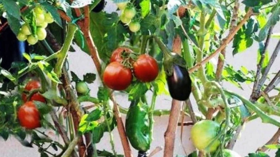 IIVR Scientist Create Brimato hybrid of brinjal and tomato huge ...