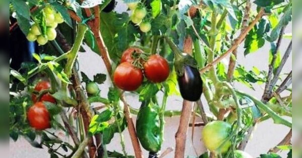 IIVR Scientist Create Brimato hybrid of brinjal and tomato huge ...