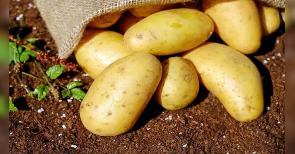 negative effects of potatoes avoid eating in these health problems | इस ...