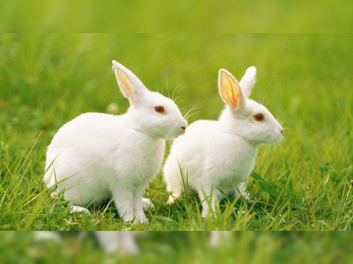 knowledge shortest life creature on earth Know about him with photo ...