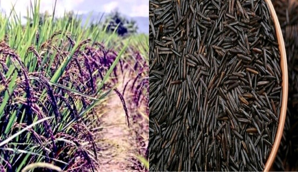 The cultivation of black rice will bring light in the lives of farmers ...