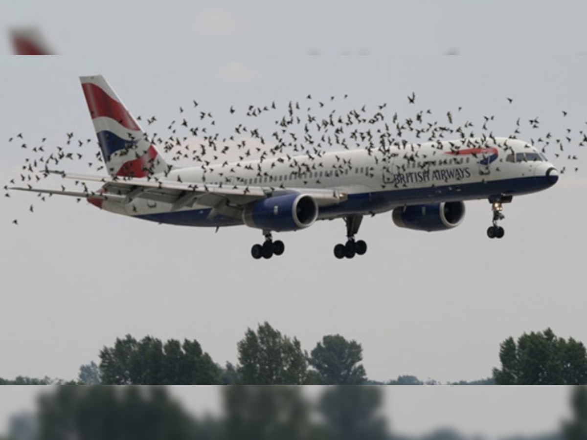 what is bird strike know how to be safe from it | Bird Strike: विमान से ...