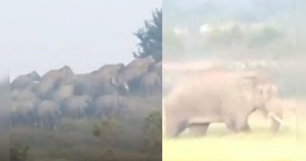 Chhattisgarh group of elephant ruined several acres of crops ...