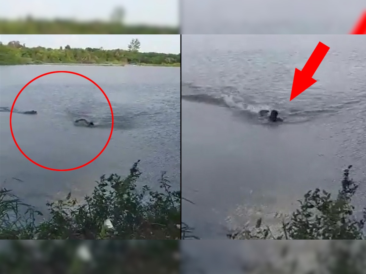 Viral Video: Dangerous crocodile chased the man swimming in the river ...