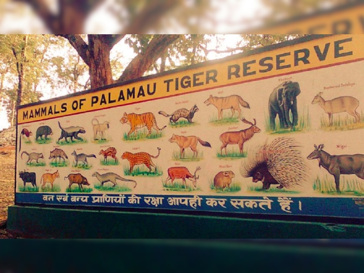 Chausinga deer seen in Palamu Tiger Reserve know their specialty ...