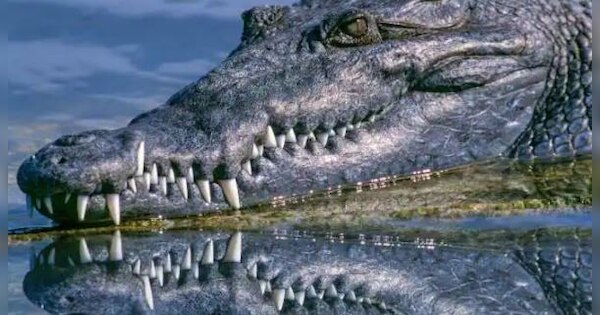 alligator jail named Kanye till he cools off in Australian Reptile Park ...
