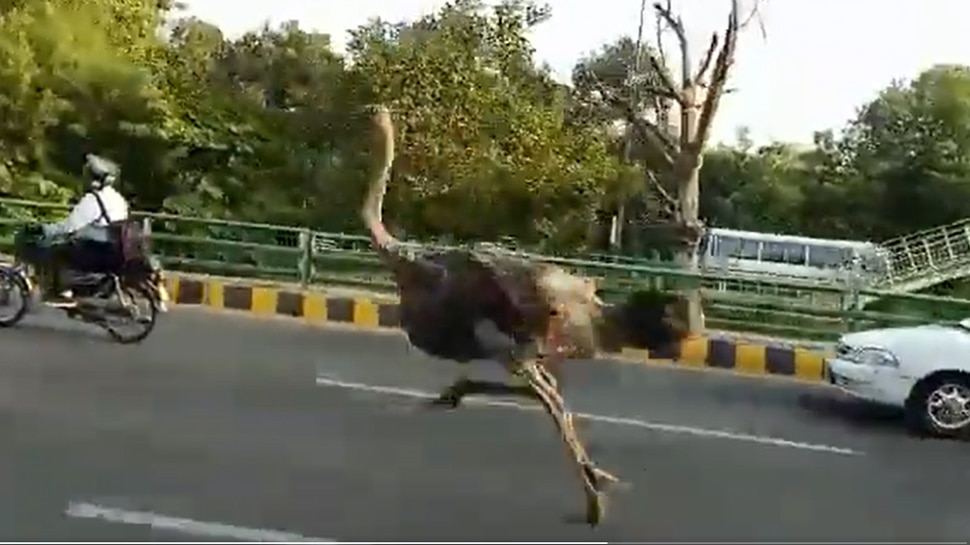 Viral Video: Such a big bird suddenly start running on the road of ...