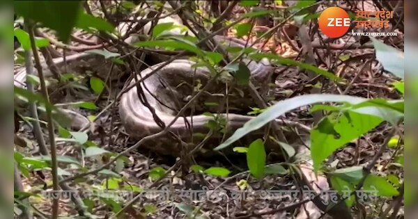 Azgar was lying in forest swallowing Shahi Bird thorns of bird were ...