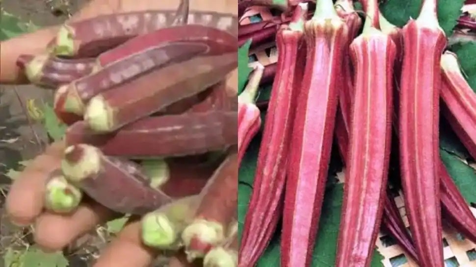 Benefits of red lady finger, Lal bhindi ke fayde | Lal Bhindi: लाल ...