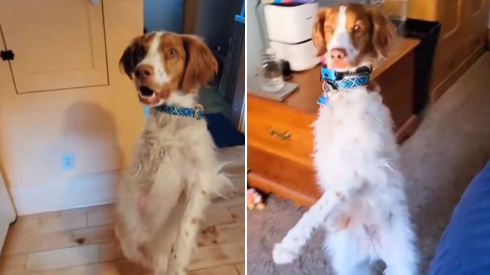 Viral Video: dog lost his leg in the accident learned to walk like a ...