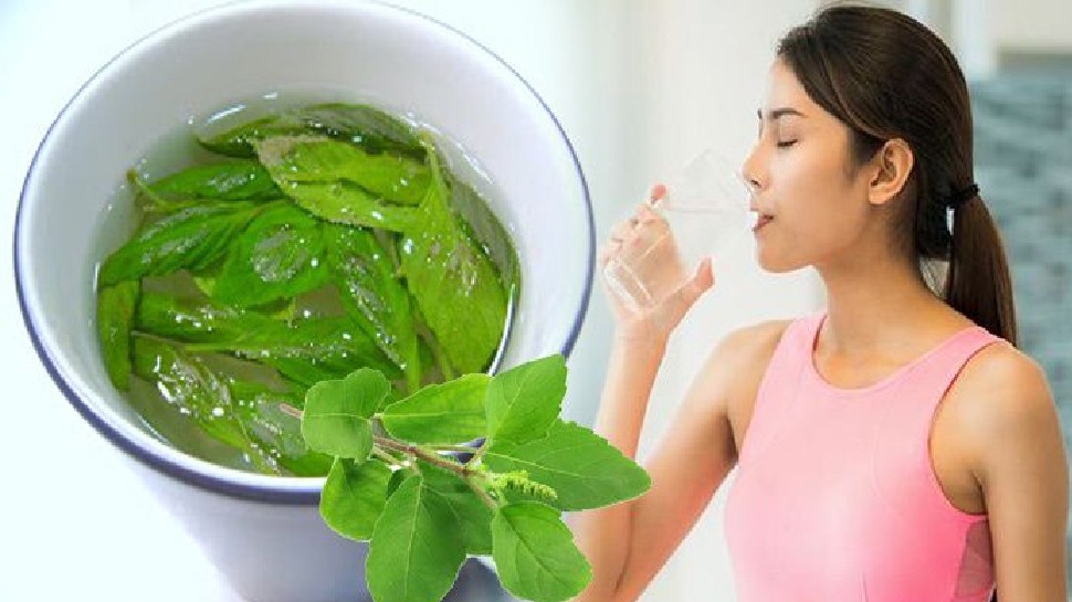 Amazing benefits of drinking Tulsi water everyday brmp | Tulsi water ...