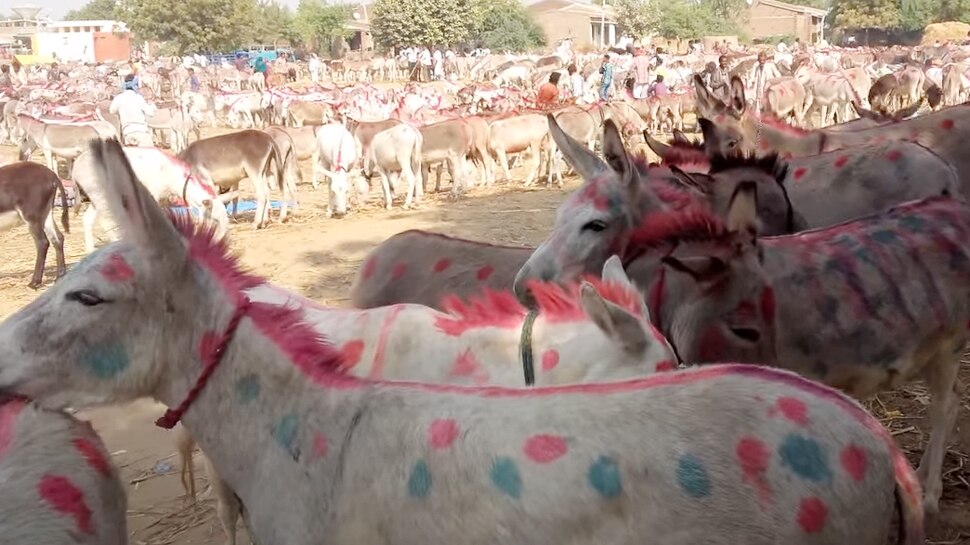 Donkeys fair organized in Chitrakoot, donkeys are named after Bollywood ...