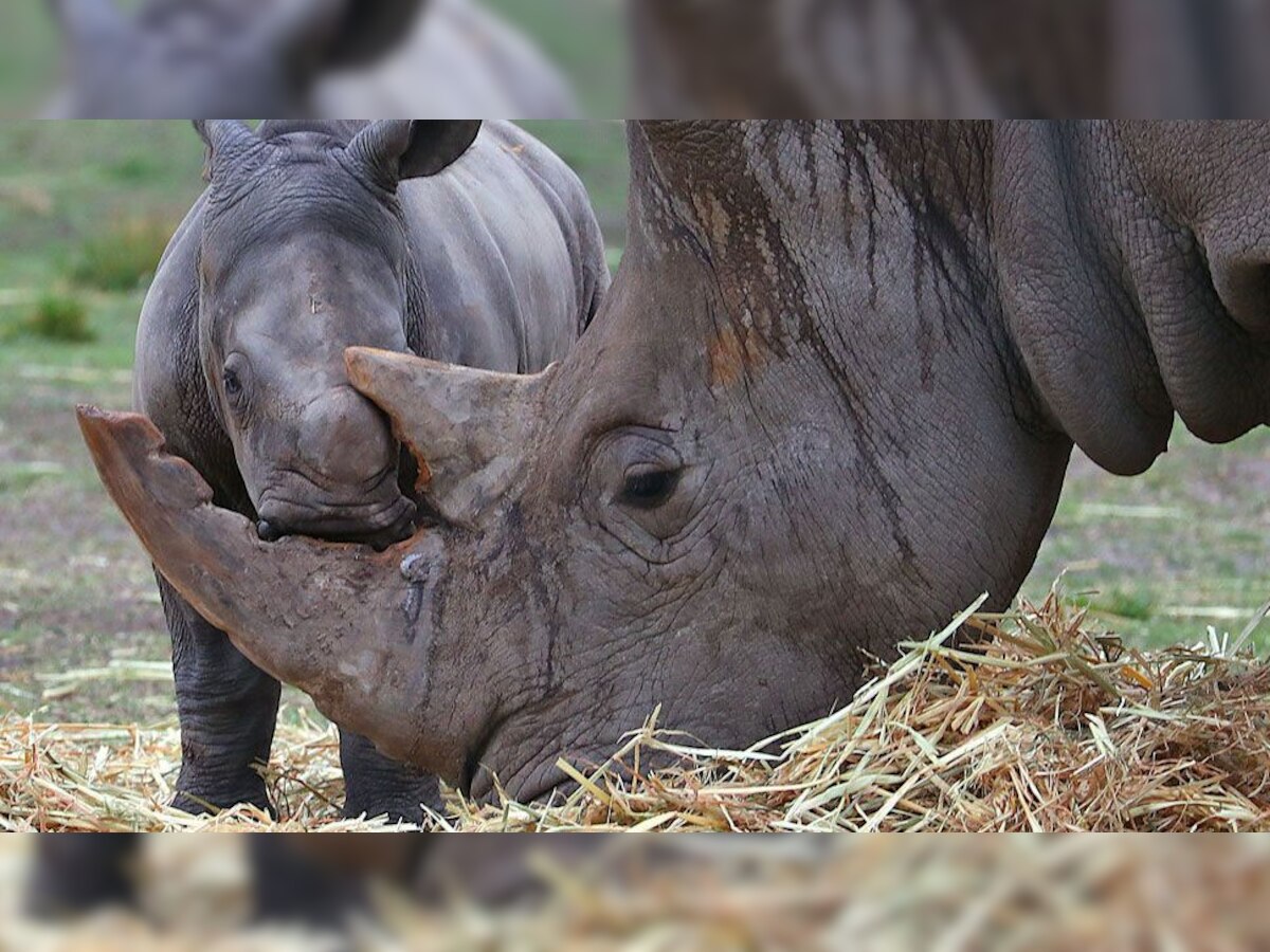 first rhino horn NFT sold in the auction in South Africa know the price ...