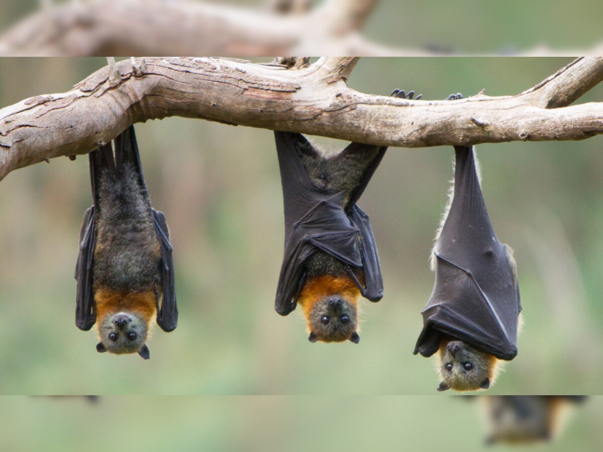 Why are bats worshiped here in India Know what is the story behind it ...