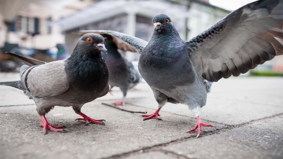 How do the migratory pigeons that came thousands of km away from their ...