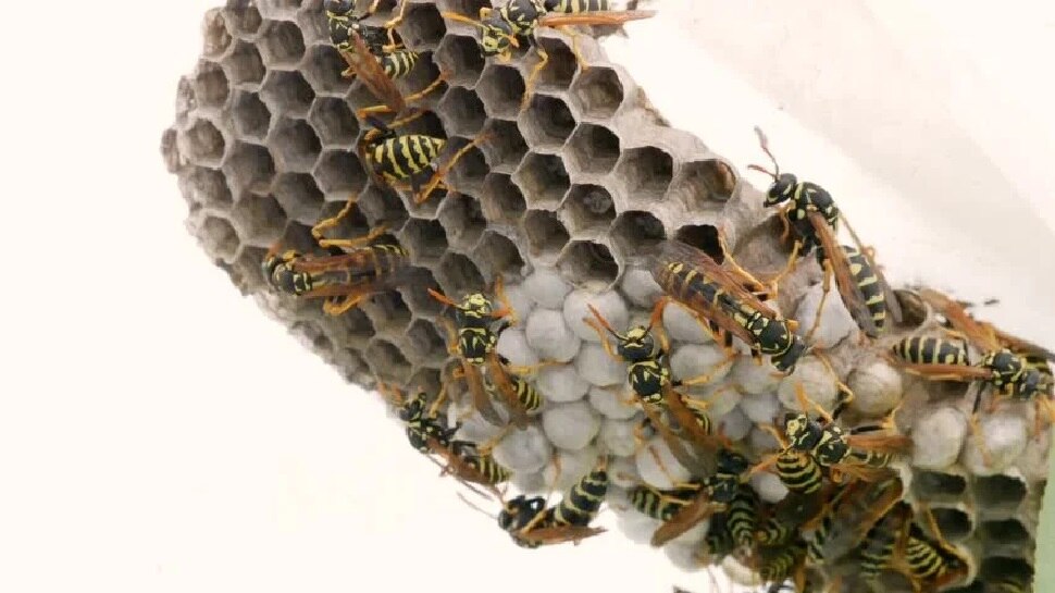 घर में चिड़िया-कबूतर का घोंसला भी देता है खास संकेत, जानें इसके शुभ ...