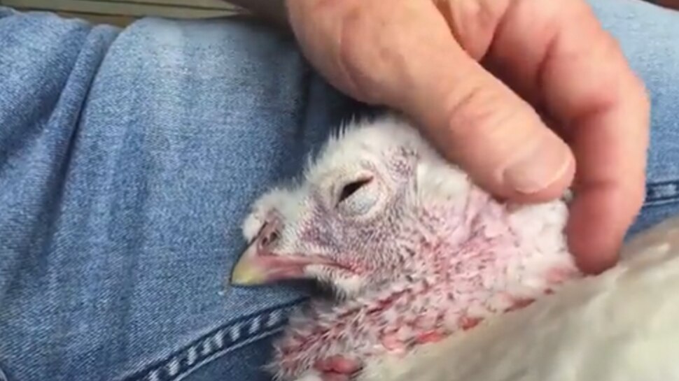 You can start crying after watching this video of crying chicken ...