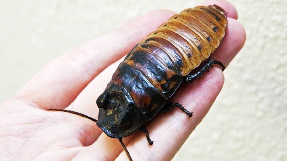 Cockroach remains alive even after beheading, death occurs after a week ...