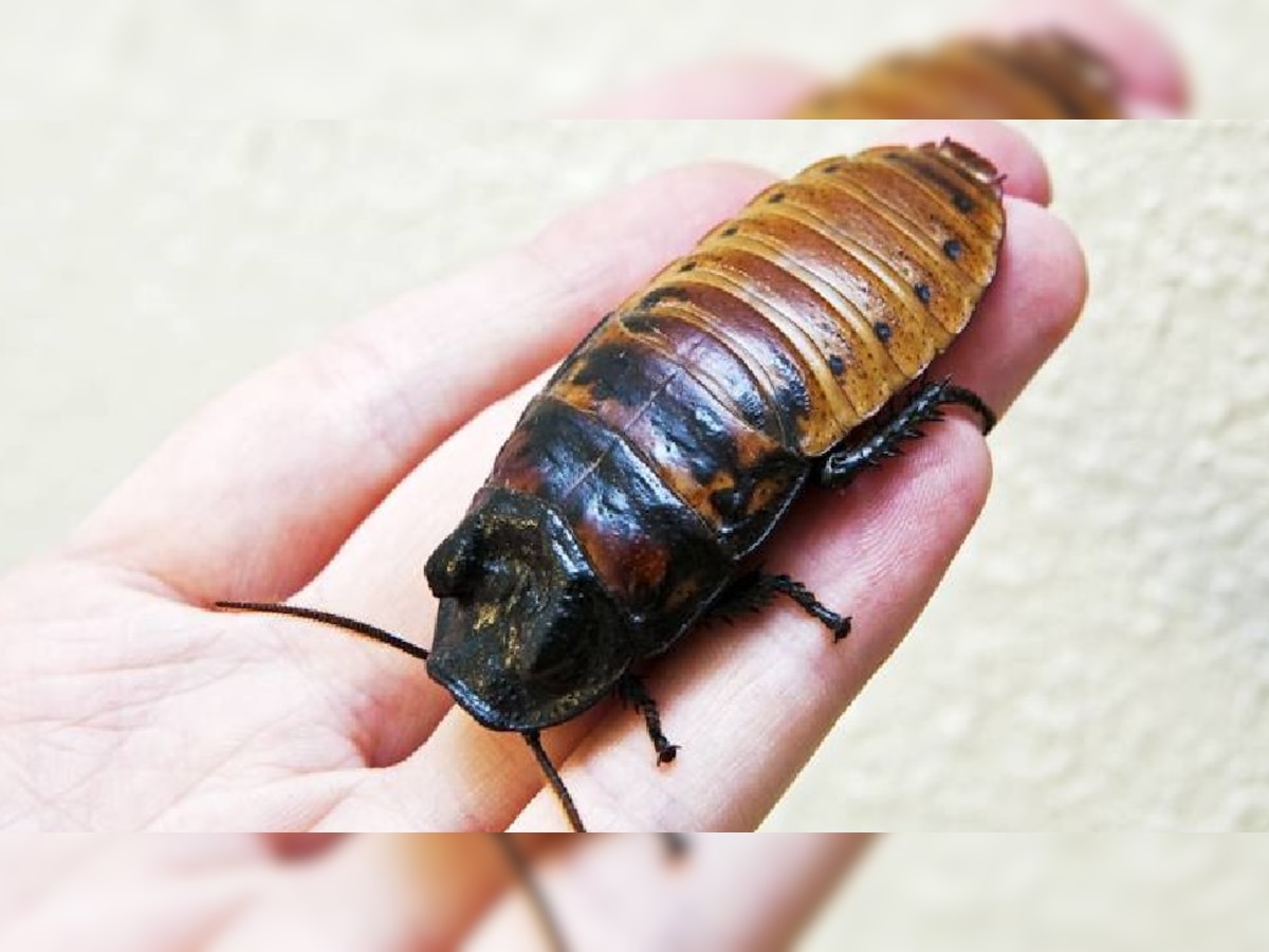 Cockroach remains alive even after beheading, death occurs after a week ...