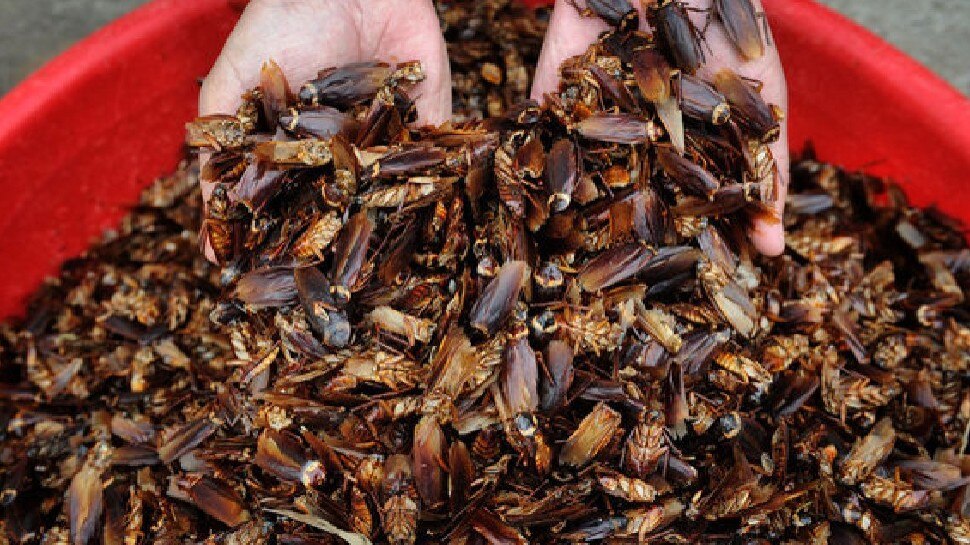 Cockroach remains alive even after beheading, death occurs after a week ...