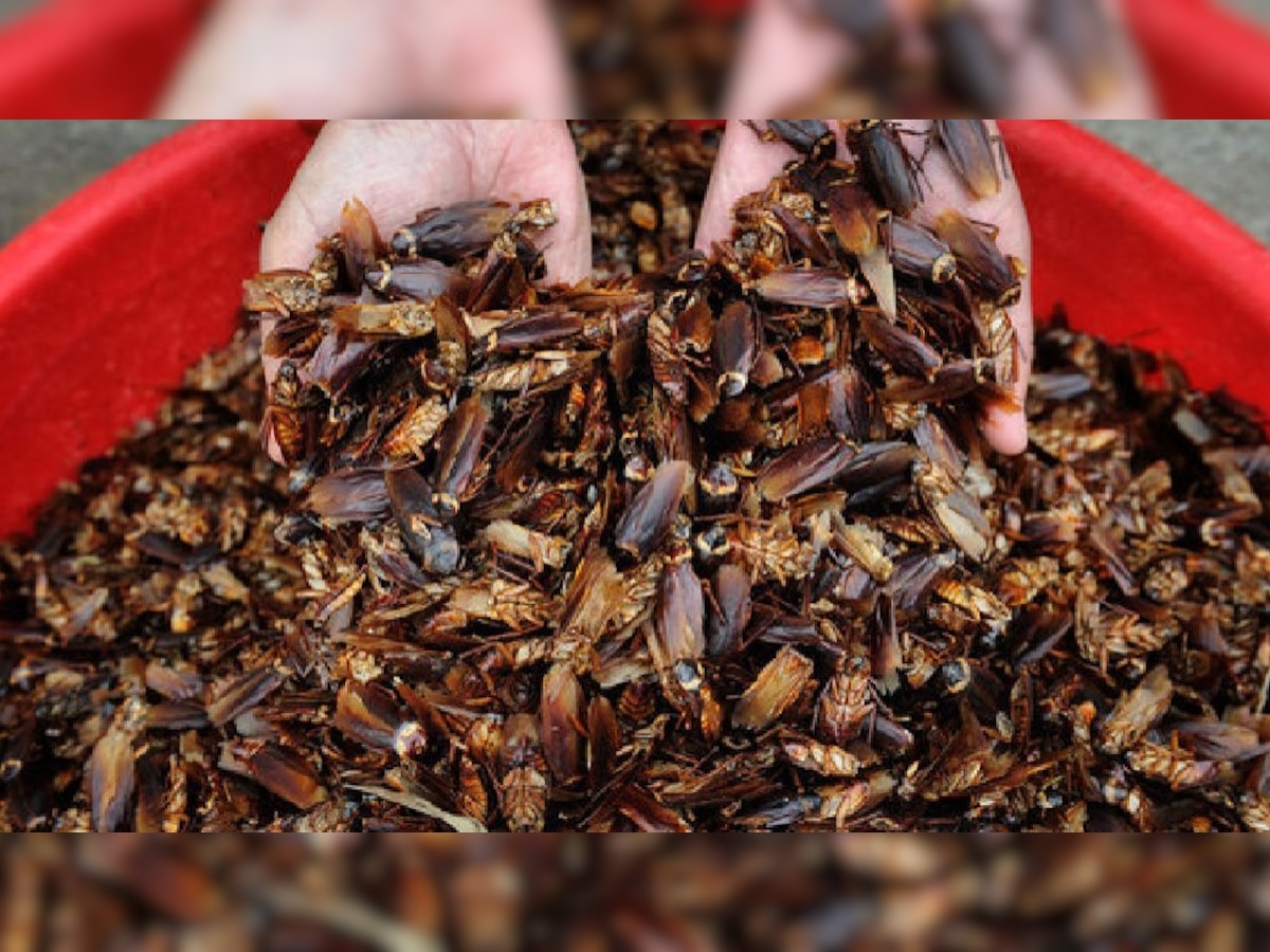 Cockroach remains alive even after beheading, death occurs after a week ...