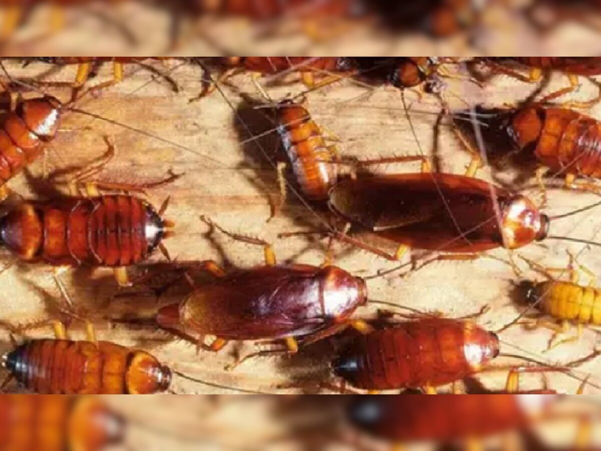 Cockroach remains alive even after beheading, death occurs after a week ...