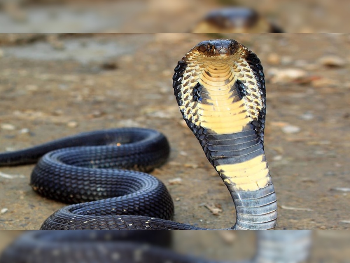World most poisonous snake King Kobra is found in India, even after ...