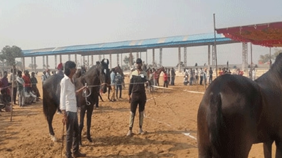 Uproar in child young horse competition in Pushkar Pashu Haat fair ...
