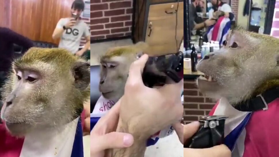 Monkey cut his beard with trimmer in salon and became smart, Video goes ...