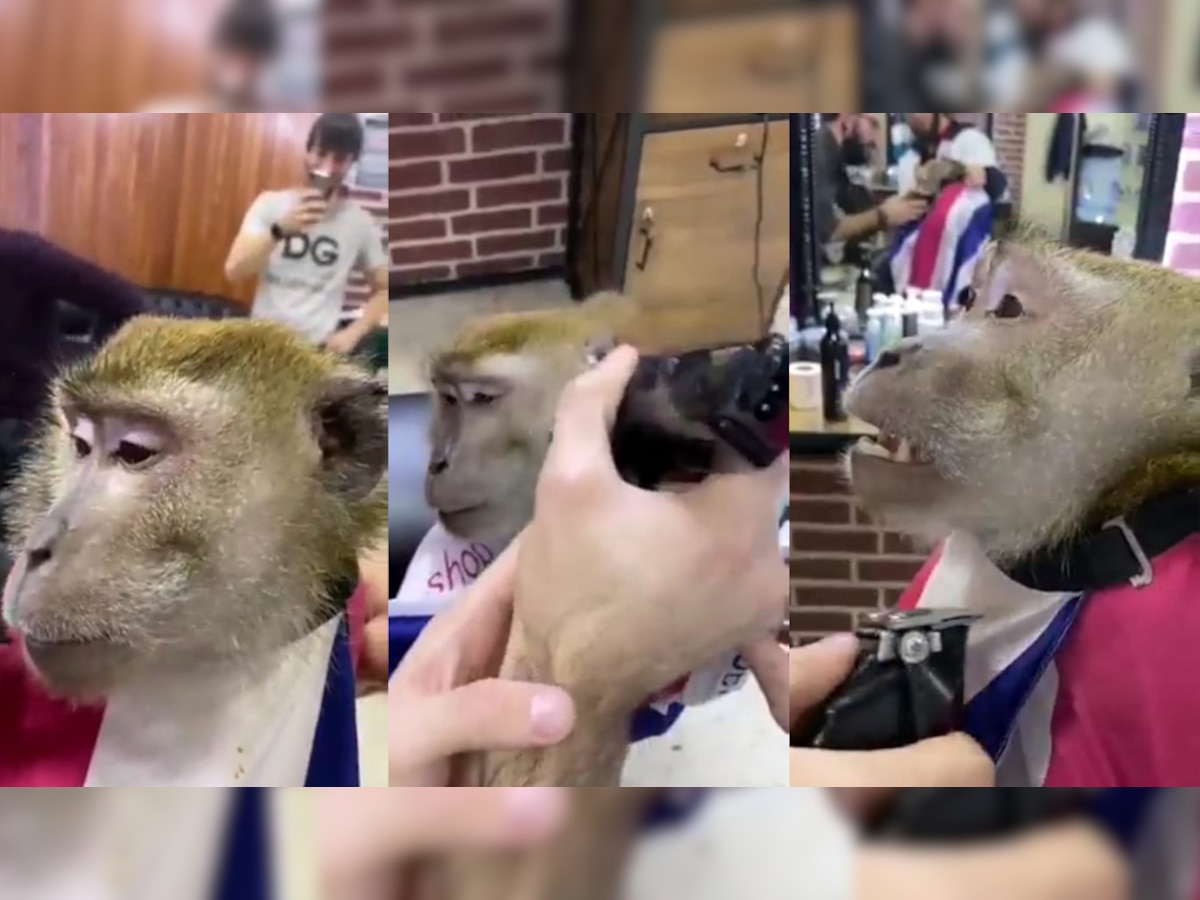 Monkey cut his beard with trimmer in salon and became smart, Video goes ...