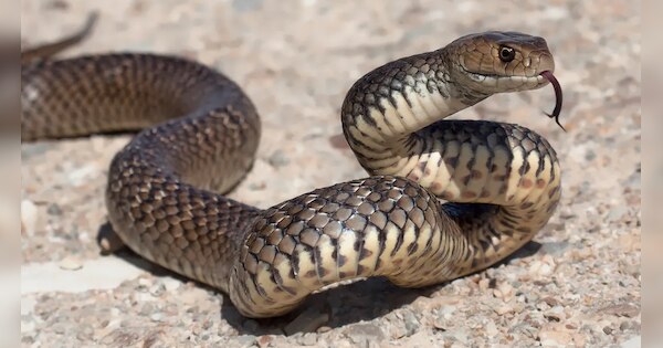 Ajab Gajab News: A snake destroyed life, the person suffered a loss of ...