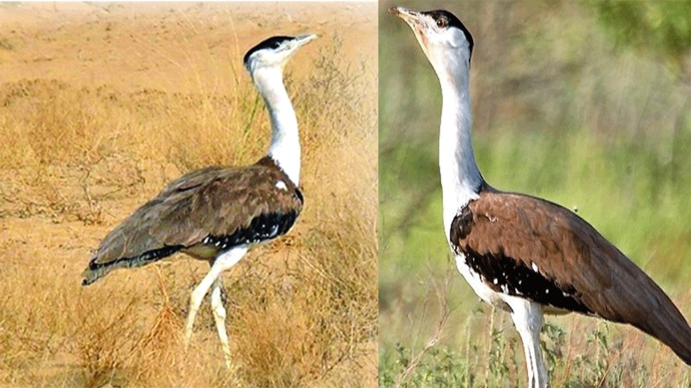 State bird Godavan disappearing due to mining blast government is not ...