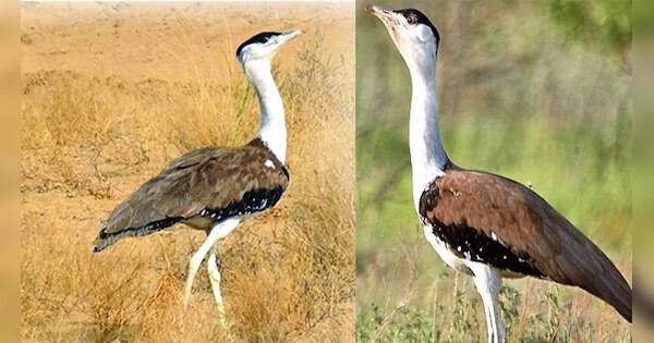 State bird Godavan disappearing due to mining blast government is not ...