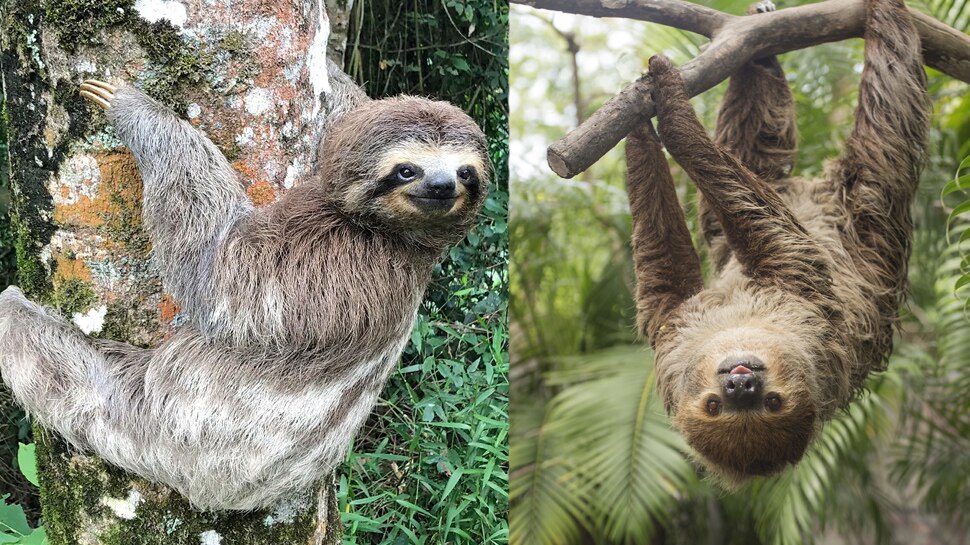 Most Lazy Animal in World: Sloth hang upside down due to laziness it ...