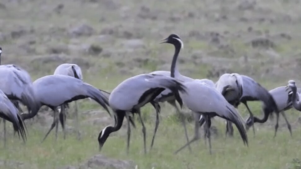 Churu Chhapar Sanctuary buzzes with chirping of migratory birds | Churu ...