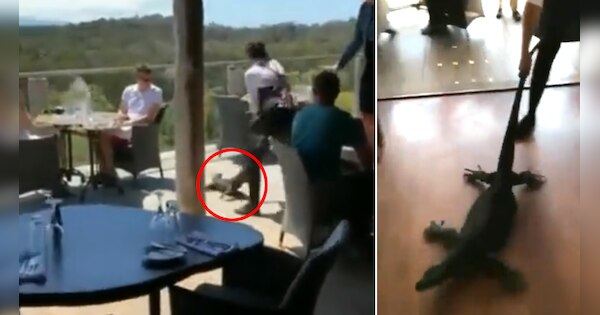 Viral Video: Suddenly black lizard enter in restaurant Waitress caught ...