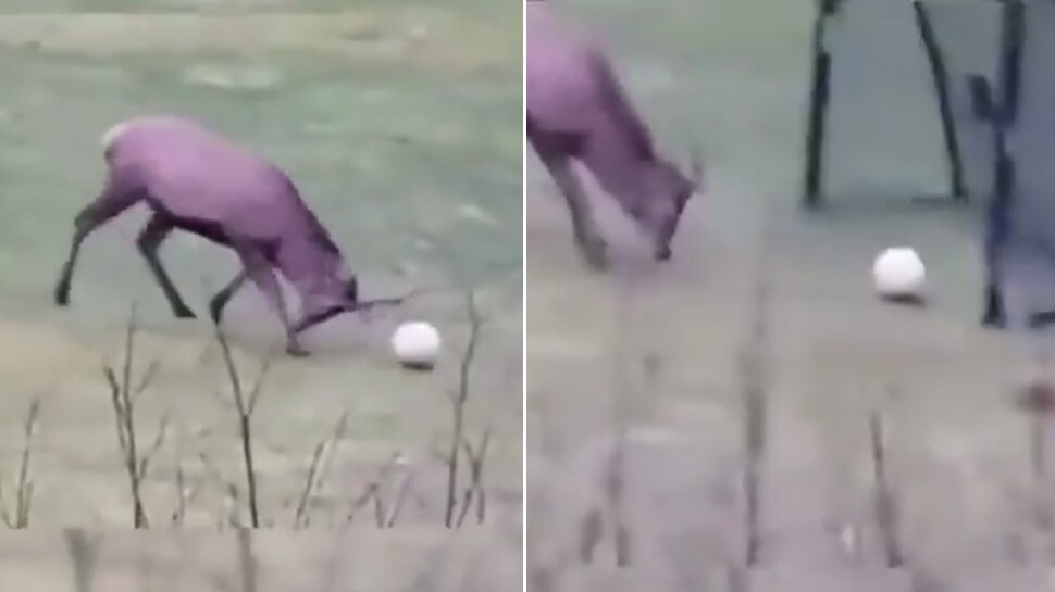 Deer playing football hit such a brilliant goal celebrates like this ...