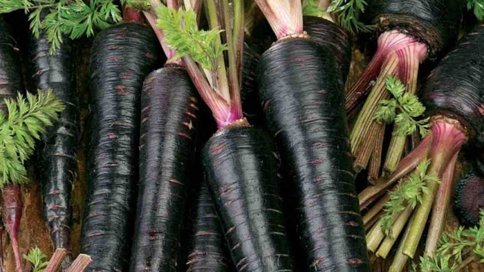 Amazing benefits of eating Kaali Gajar black carrot | Benefits of Black ...