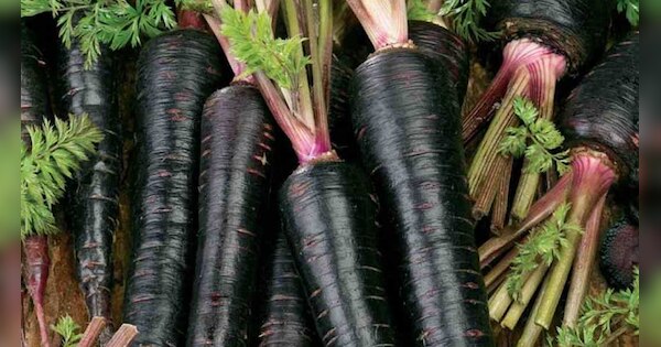 Amazing benefits of eating Kaali Gajar black carrot | Benefits of Black ...