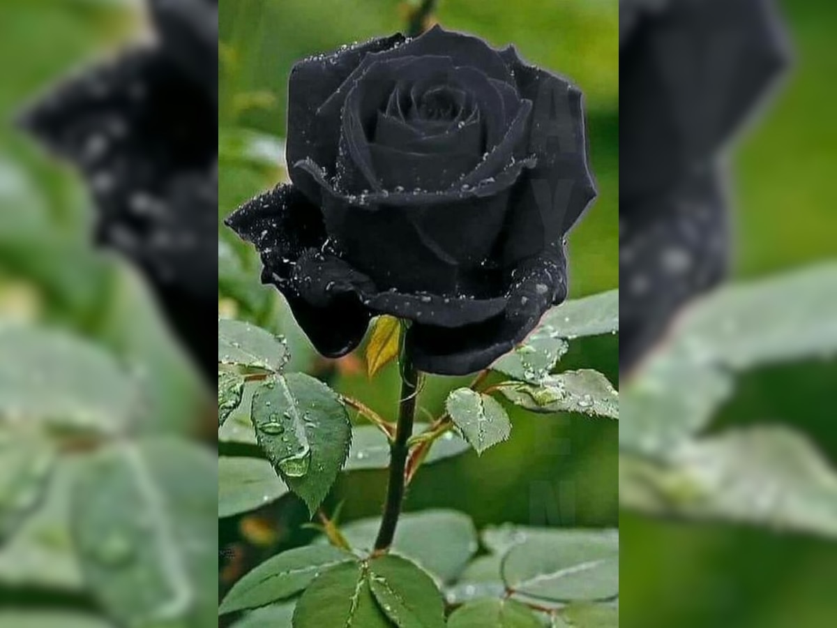 घर में गुलाब लगाना चाहिए या नहीं? जानिए कौन-से पेड़-पौधे लगाना अशुभ ...