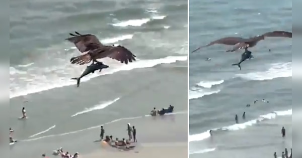 Sea Hawk saw the prey in the sea caught it in its claws became furious ...