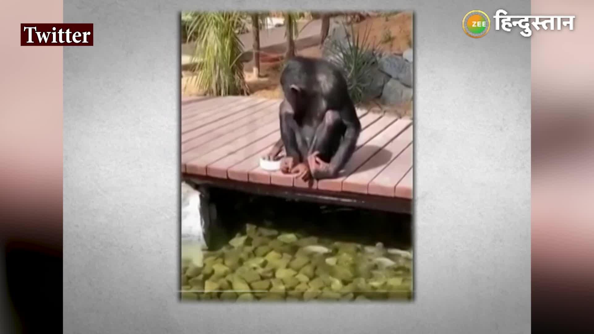 Monkey and Fish friendship video goes viral on social media | दोस्ती की ...
