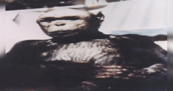 humanzee Chinese scientists once reportedly impregnated a female chimp ...